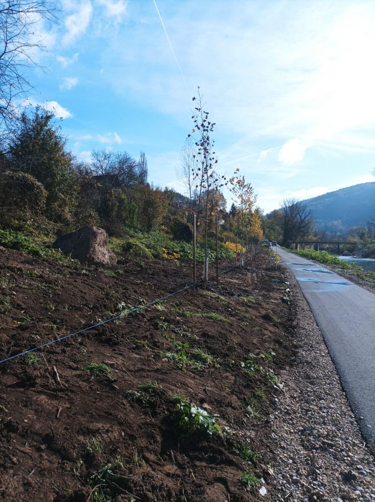 Kotor Varoš: Sadnice platana ukrasile šetalište na rijeci Vrbanji ...