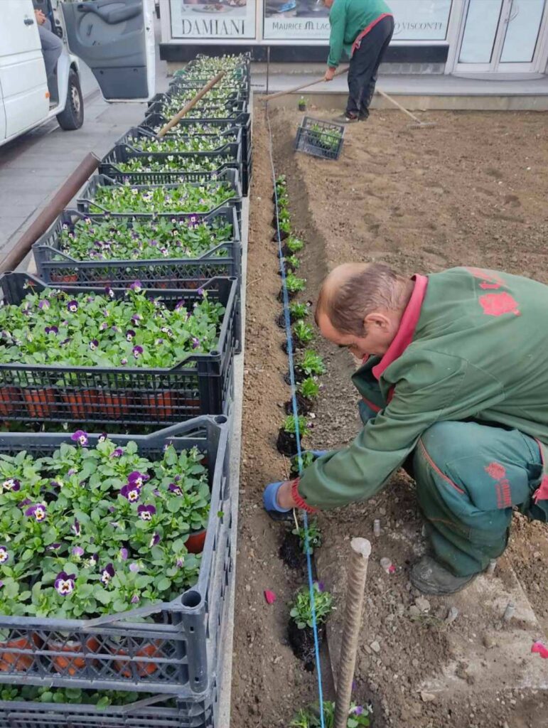 Banja Luka: Počela jesenja sadnja cvijeća, 15.000 cvjetova za ljepši grad - Nacelnik